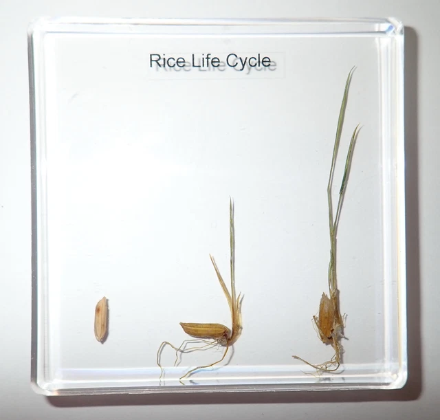 SIMPLIFIED 3 STAGE Rice Life Cycle Set Clear Square Block Teaching Aid ...