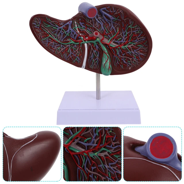 LIVER MODEL WITH Base Human Anatomy Anatomical Laboratory Visual £58.99 ...