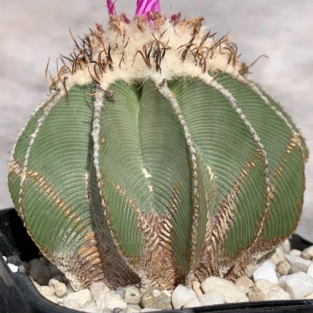 AZTEKIUM HINTONII SEED grown own root, over twenty years old rare ...