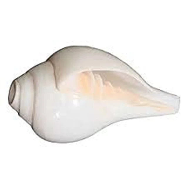 BLOWING SHANKH FOR Pooja Original Conch Shell White Approx 5 Inch ...
