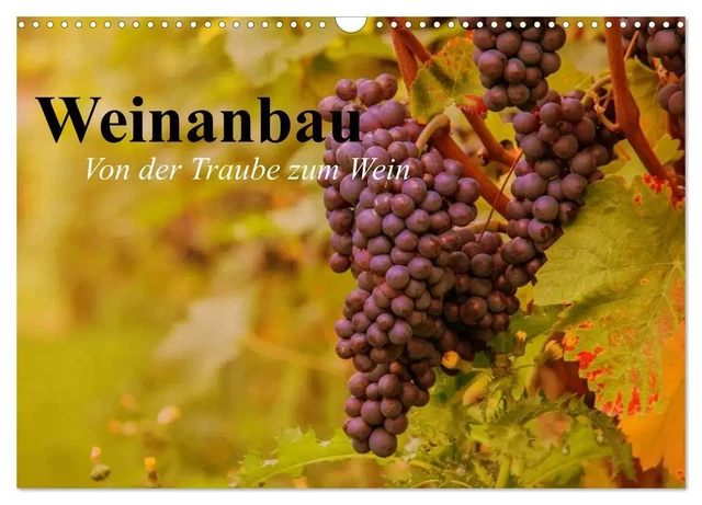 WEINANBAU. VON DER Traube zum Wein (Wandkalender 2026 DIN A3 quer ...