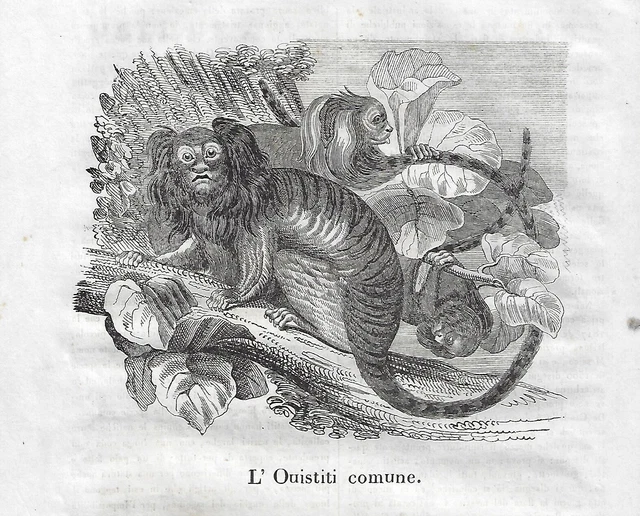 STAMPA ANTICA SCIMMIE UISTITI o MARMOSE Cosmorama 1842 Antique print ...