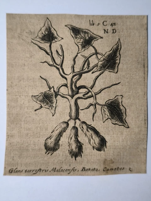 PATATA AMERICANA (CONOSCIUTA da poco)_Interessante e rara calcografia ...