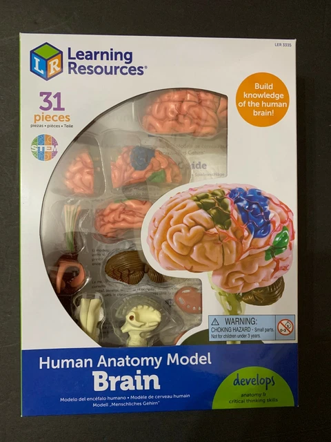BRAIN MODEL LEARNING Educational Realistic Science Biology Anatomy Kit ...