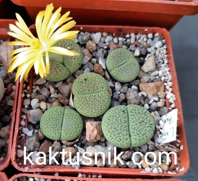 LITHOPS HOOKERI VAR. dabneri ‘Annarosa' x hookeri v.marginata 20 seeds ...