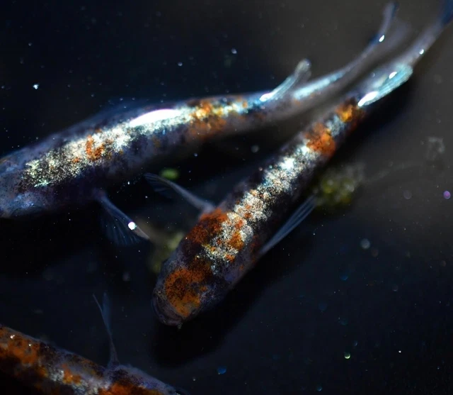 KOUGYOKU MEDAKA RICE fish eggs 20+α 紅玉 made in Japan tropical fish £16. ...