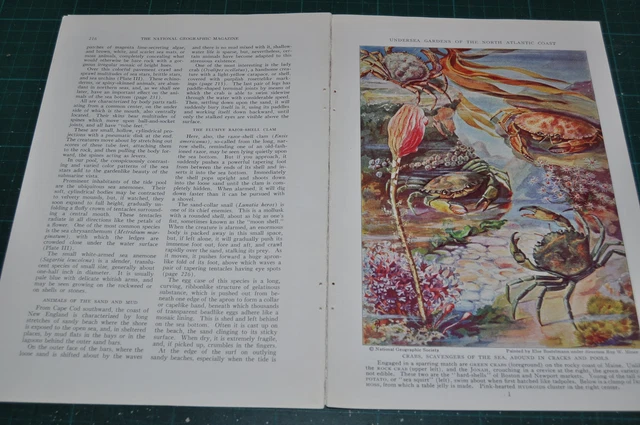 1936 SEA CREATURES OF OUR ATLANTIC SHORES magazine article, color art ...