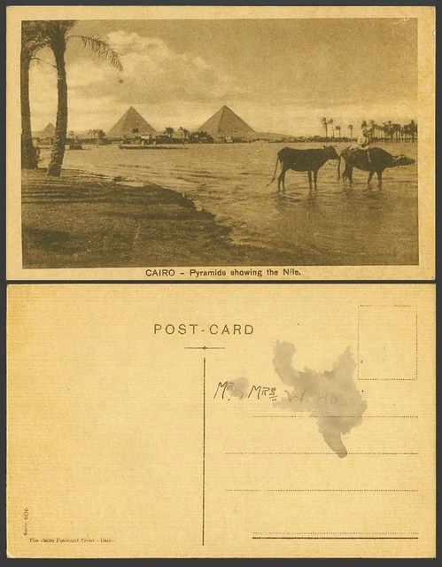 EGYPT OLD POSTCARD Cairo Pyramids showing Nile Nil River on Flood ...