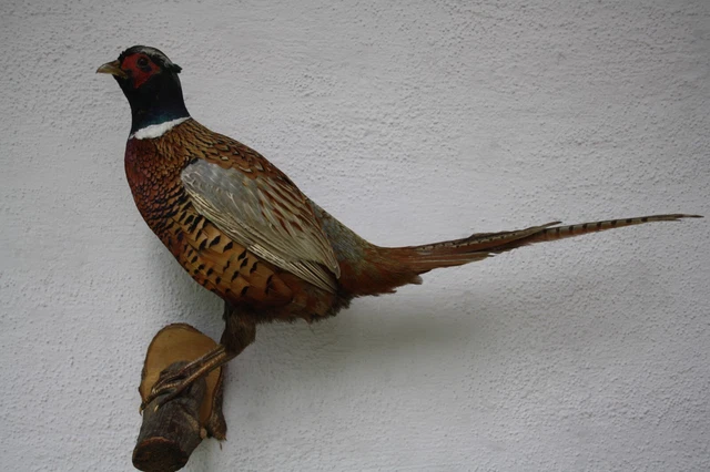 TIERPRÄPARAT FASAN, FASANENHAHN, Jagdfasan, Jagd Trophäe, Deko, Vintage ...