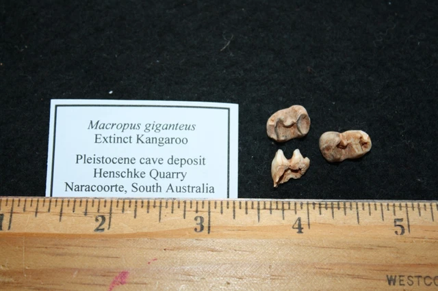 PLEISTOCENE MACROPUS GIGANTEUS Kangaroo tooth fossil Australian cave ...