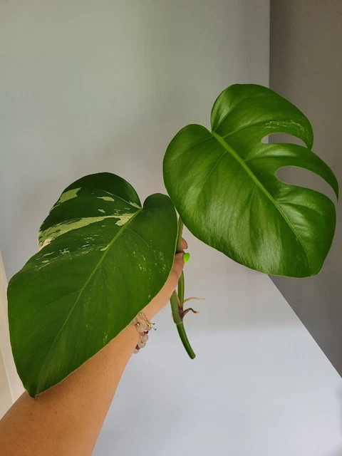 MONSTERA VARIEGATA EUR 40,00 - PicClick FR