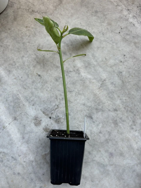 ARTROCARPUS ALTILIS (ALBERO Del Pane-Breadfruit Tree) Pianta Viva -LIVE ...