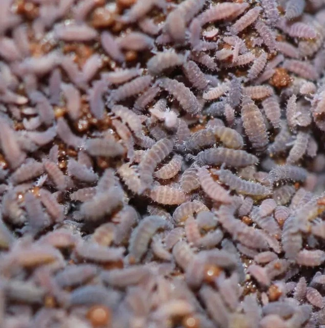 LILAC SPRINGTAILS X20 *SUPER RARE* (Ceratophysella) BioActive Clean Up ...