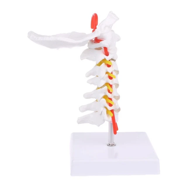 CERVICAL VERTEBRA ARTERIA Spine Spinal Nerves Anatomical Model Life ...