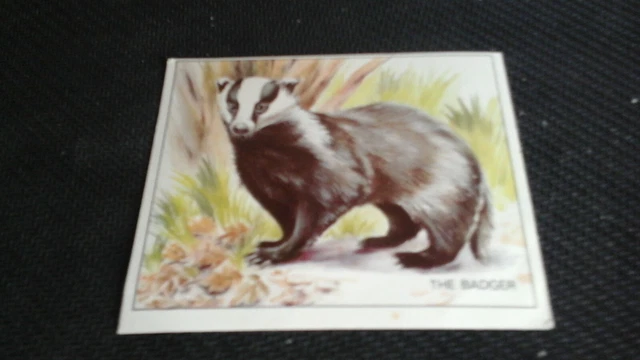 SUGAR PUFFS .Trade card. ( Badger) £4.75 - PicClick UK