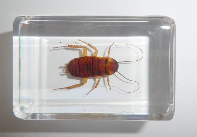 AMERICAN COCKROACH PERIPLANETA americana in Small Paperweight Education ...