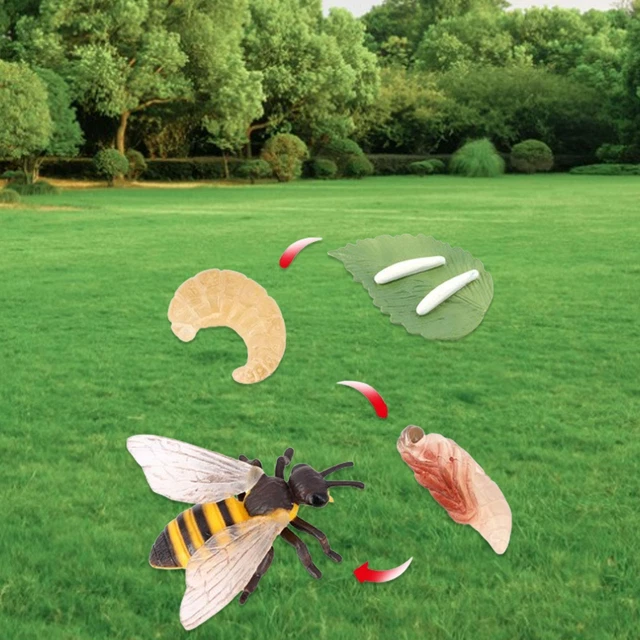 LIFE CYCLE OF Bee Toys Growth Cycle Model Hand Painting Animal Figure ...