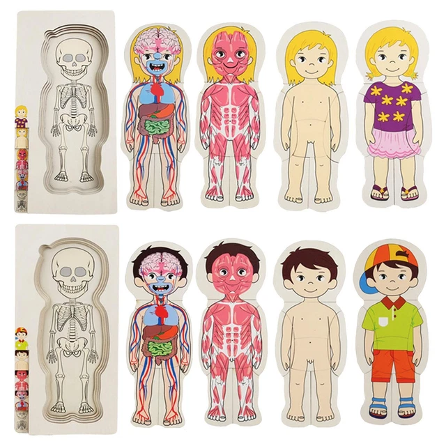 PUZZLE IN LEGNO Set di giocattoli per il corpo umano per l ...