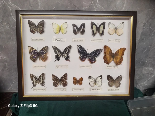 VINTAGE FRAMED TAXIDERMY 14x Individualy Named butterfly collection ...