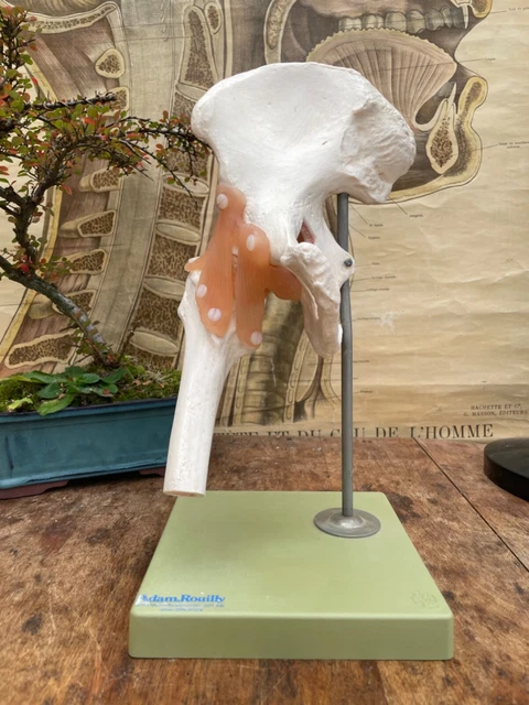 VINTAGE SOMSO HIP GELENK FUNKTIONELLE ANATOMIE MODELL - medizinische ...