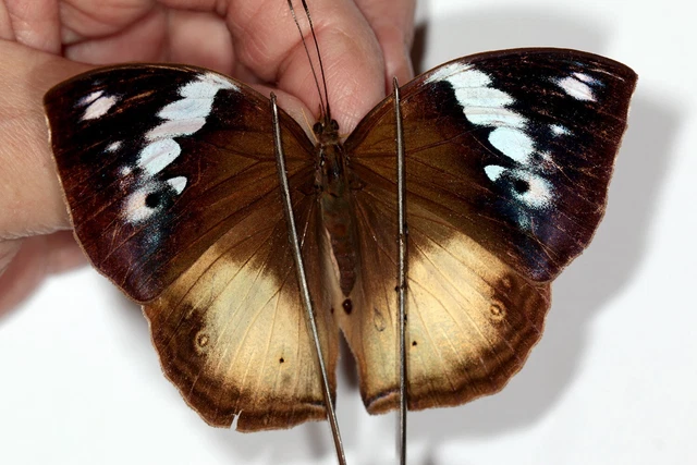 BUTTERFLY. LEPIDOPTERA, KALLIMOIDES RUMIA female from CAMEROON *** £0. ...