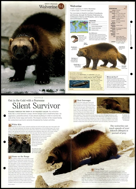 WOLVERINE #84 MAMMALS - Discovering Wildlife Fact File Fold-Out Card £1 ...