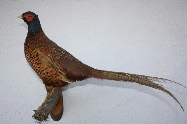 TIERPRÄPARAT FASAN, FASANENHAHN, Jagdfasan, Hahn, Jagd Trophäe, Deko ...