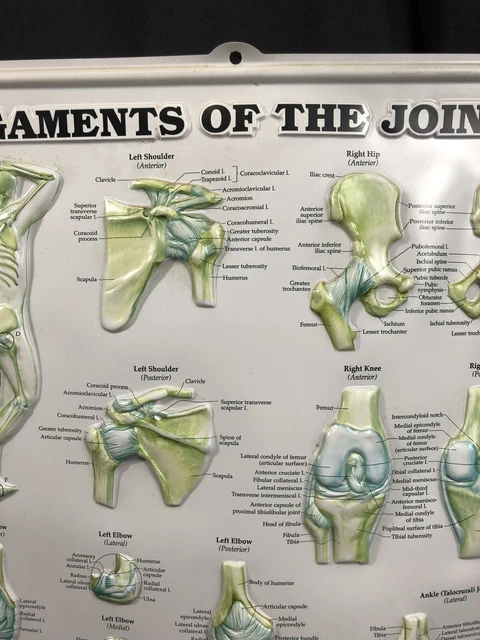VINTAGE ANATOMICAL “LIGAMENTS Of The Joints” Medical Chart 3D ~ Rare £ ...