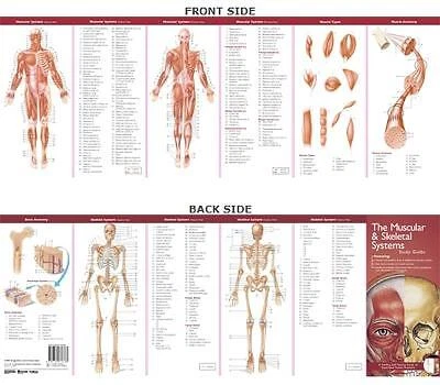 ANATOMICAL CHART COMPANY'S Illustrated Pocket Anatomy: The Mu ...