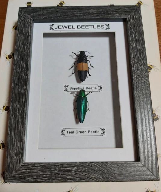 REAL FRAMED JEWEL Beetles In Wooden Frame /Taxidermy/Insect Art ...