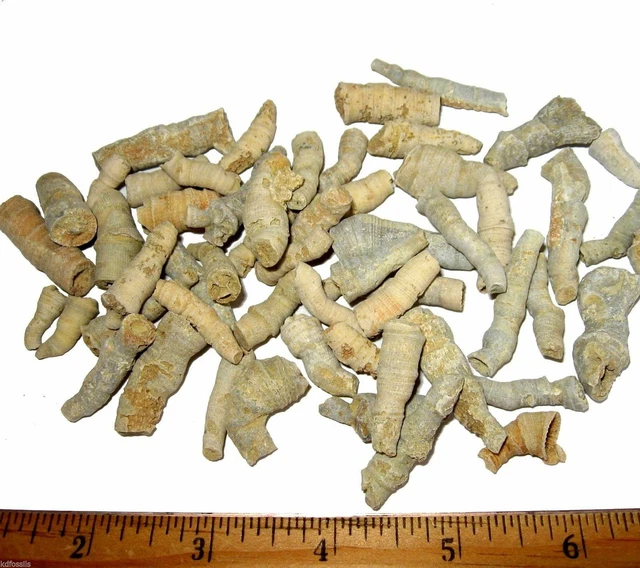 SILURIAN CORAL COLLECTION Brownsport 5 identified fossils Cyathophyllum ...