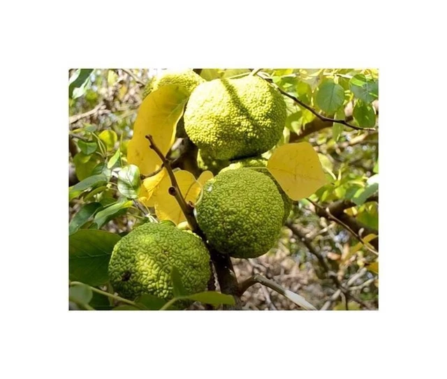 10X MACLURA POMIFERA Arbre Jardin Plantes - Graines ID1426 EUR 6,70 ...