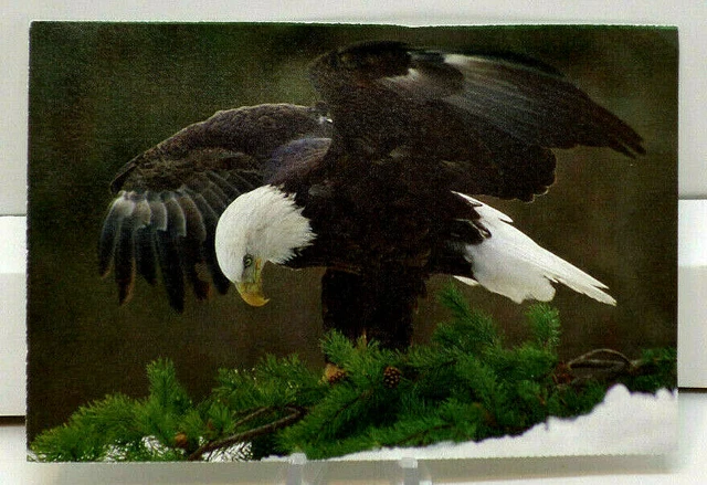 THE BALD EAGLE Our National Symbol National Audubon Society Vintage ...