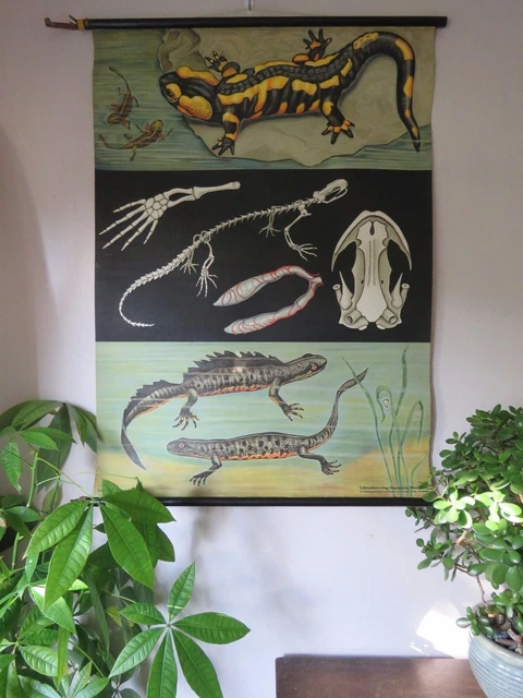 VINTAGE PULL / Roll Down School Chart / Poster Of Salamander & Crested ...