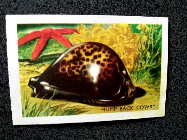 DISCOVER AUSTRALIA WITH Shell No 75 Fish Swap Card Collector Card $2.99 ...