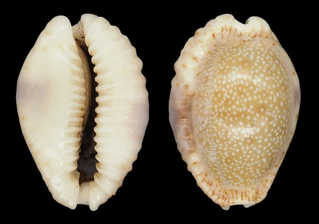 COQUILLAGE DE COLLECTION : Cypraea erosa chlorizans f. lactescens (35 ...