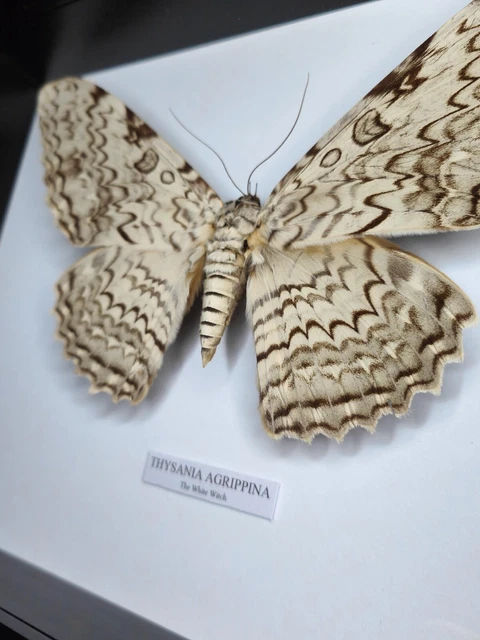 THE WHITE WITCH Moth. Thysania Agrippina. Black Frame. Glass Front ...