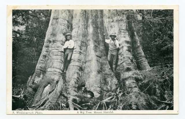 VICTORIA, GIPPSLAND. A Big Tree, Mount Horsfall, NOOJEE. Printed ...