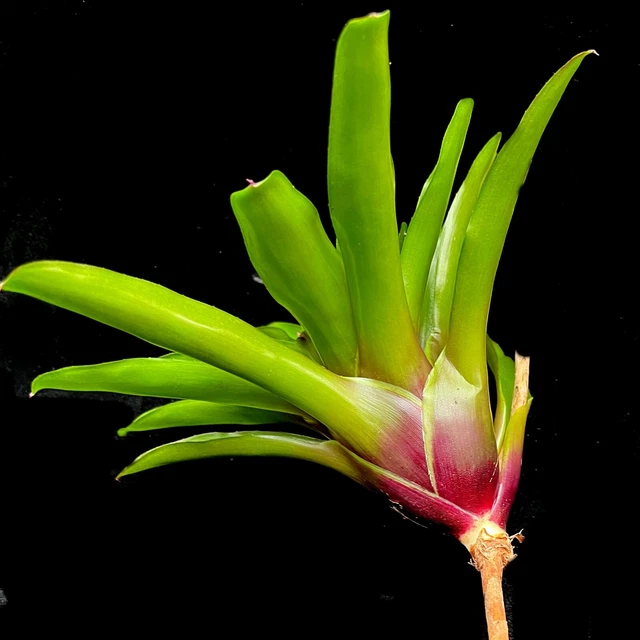 NEOREGELIA FIRE BALL bromeliad houseplant or terrarium plant unrooted £ ...