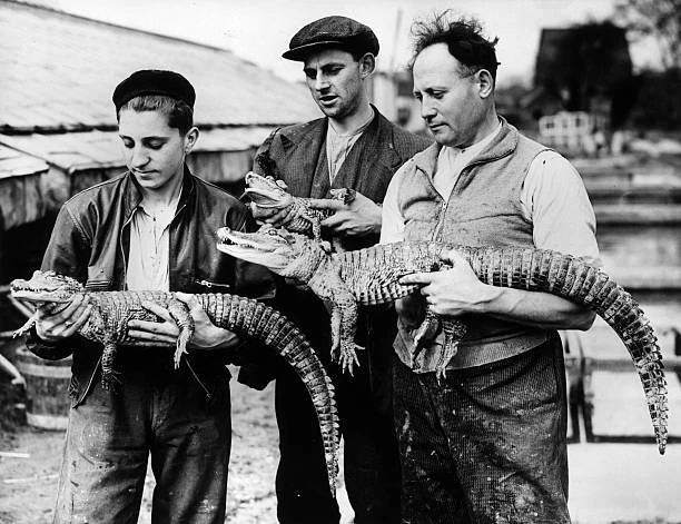 3 FIVE-YEAR-OLD CROCODILES arrive at a crocodile farm in Hem - 1938 Old ...