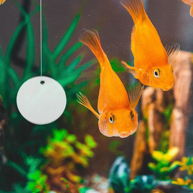DOUBLE-SIDED FLOATING BETTA Mirror With Suction Cup Aquarium Floating ...