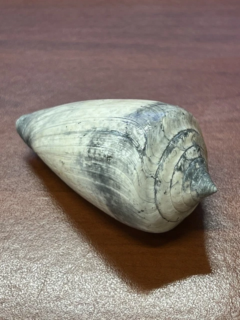 RARE FOSSILIZED CONE Shell From Central Florida, Pliocene Era. £23.55 ...