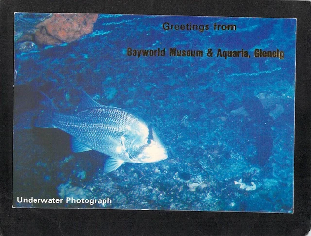 B8658 AUSTRALIA SA Underwater Fish Bayworld Museum Glenelg postcard EUR ...