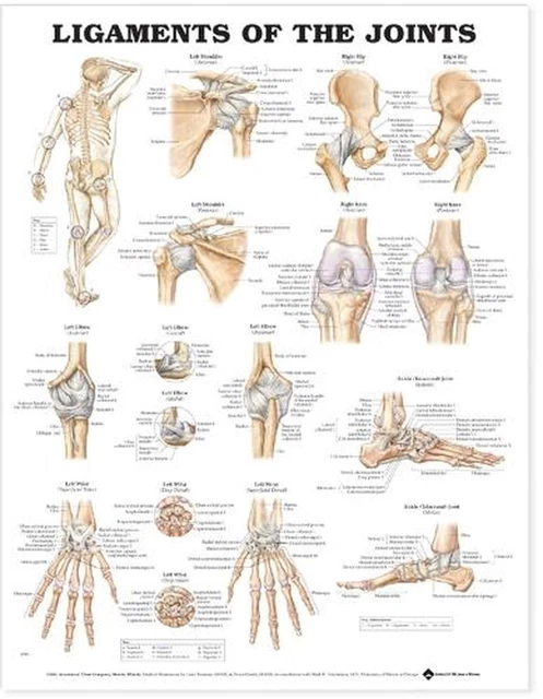 LIGAMENTS OF THE Joints Anatomical Chart - Laminated by Acc (English ...