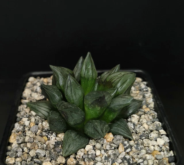 HAWORTHIA ATROFUSCA MUTANT aka. Watermelon - LARGE SIZE 9cm pot £20.00 ...