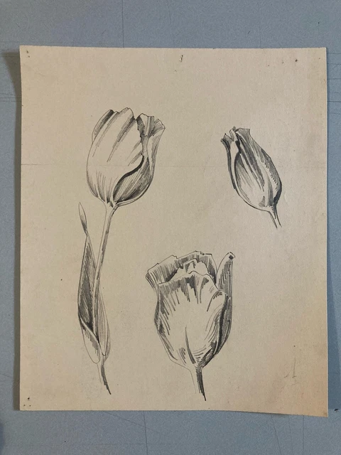 BEAU DESSIN 1950 Fleur Fleurs Crayon Tulipe Plante Art Nouveau Herbier ...