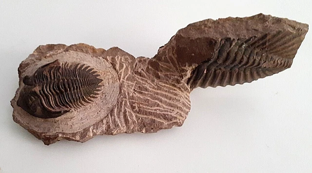 EXCELLENT METACANTHUS TRILOBITE + partial, Devonian Period, Morocco £45 ...