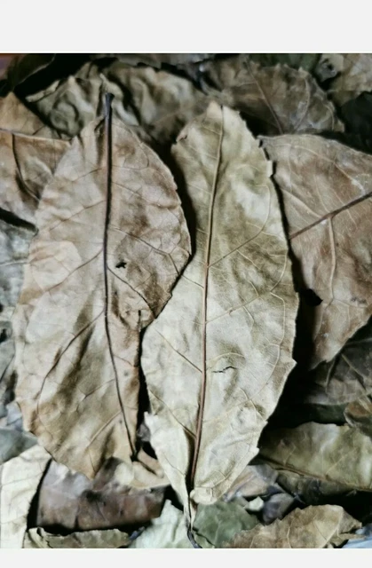 FERTILITY LEAVES DRIED Ewe Akoko (Yoruba) Aduruku (Hausa) Ogirisi (Igbo ...