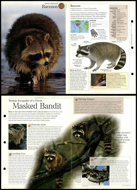 RACCOON #123 MAMMALS - Discovering Wildlife Fact File Fold-Out Card EUR ...