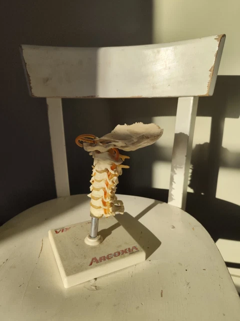 ANATOMICAL MEDICAL MODEL Life size Cervical Spine Scientific Curiosity ...